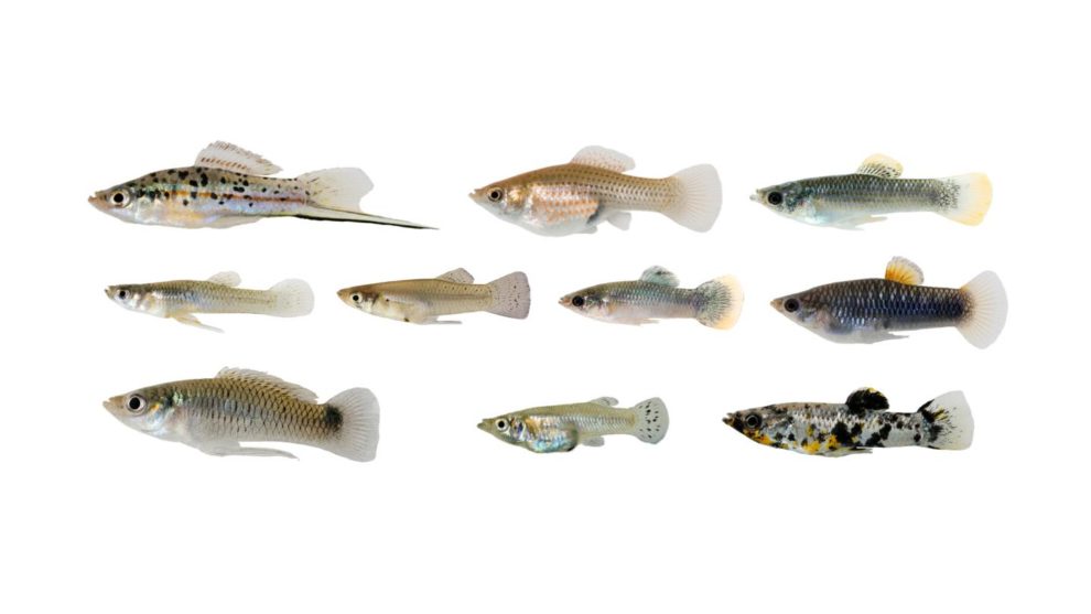 Several fish adapt in same way to toxic water | WSU Insider ...