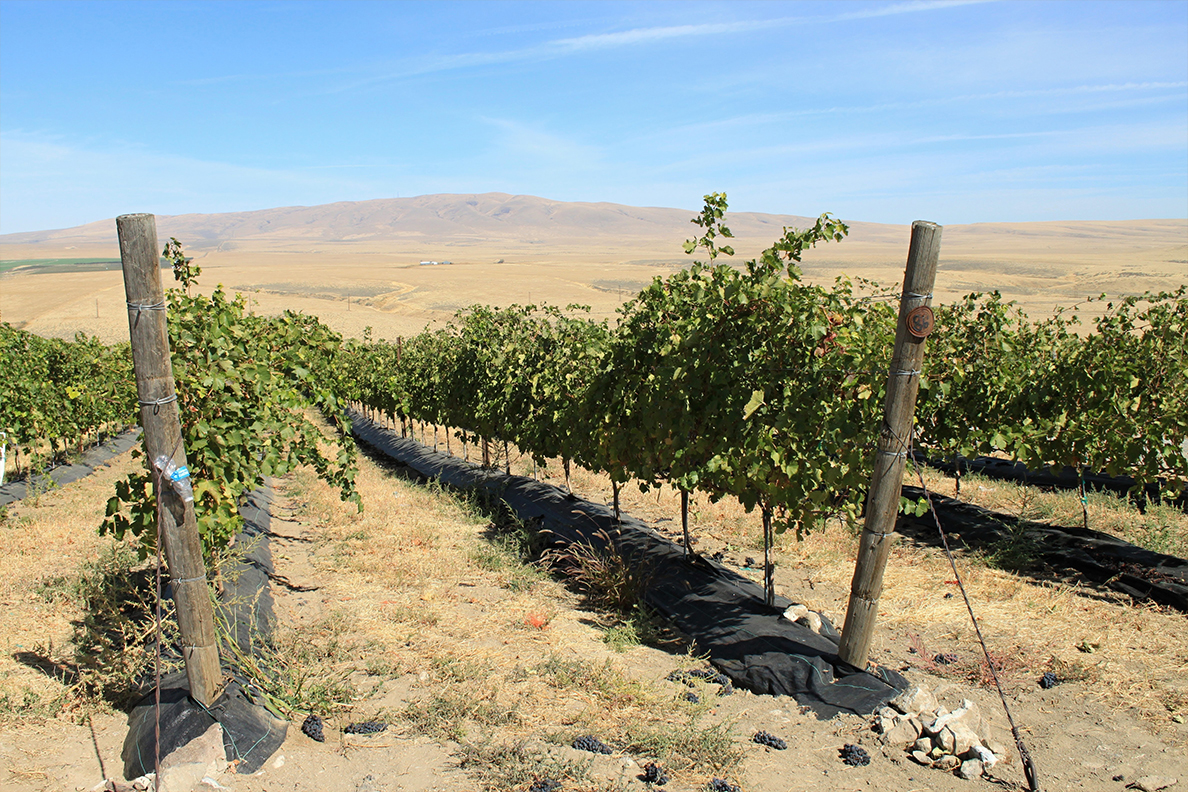 Climate change forces farmers to pick low yields or risk instability ...