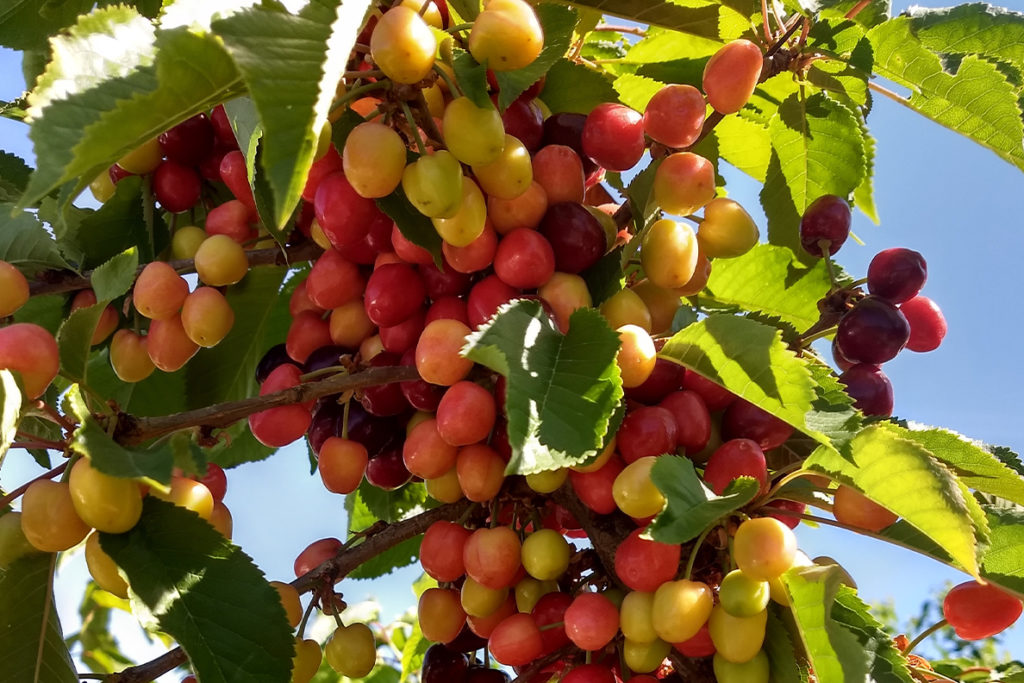 Task force seeks new defenses against cherry-killing disease | WSU ...