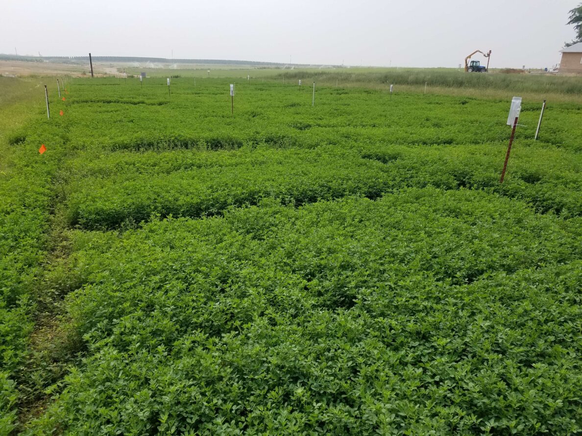 Revealing the diversity of genes behind better alfalfa hay | WSU ...