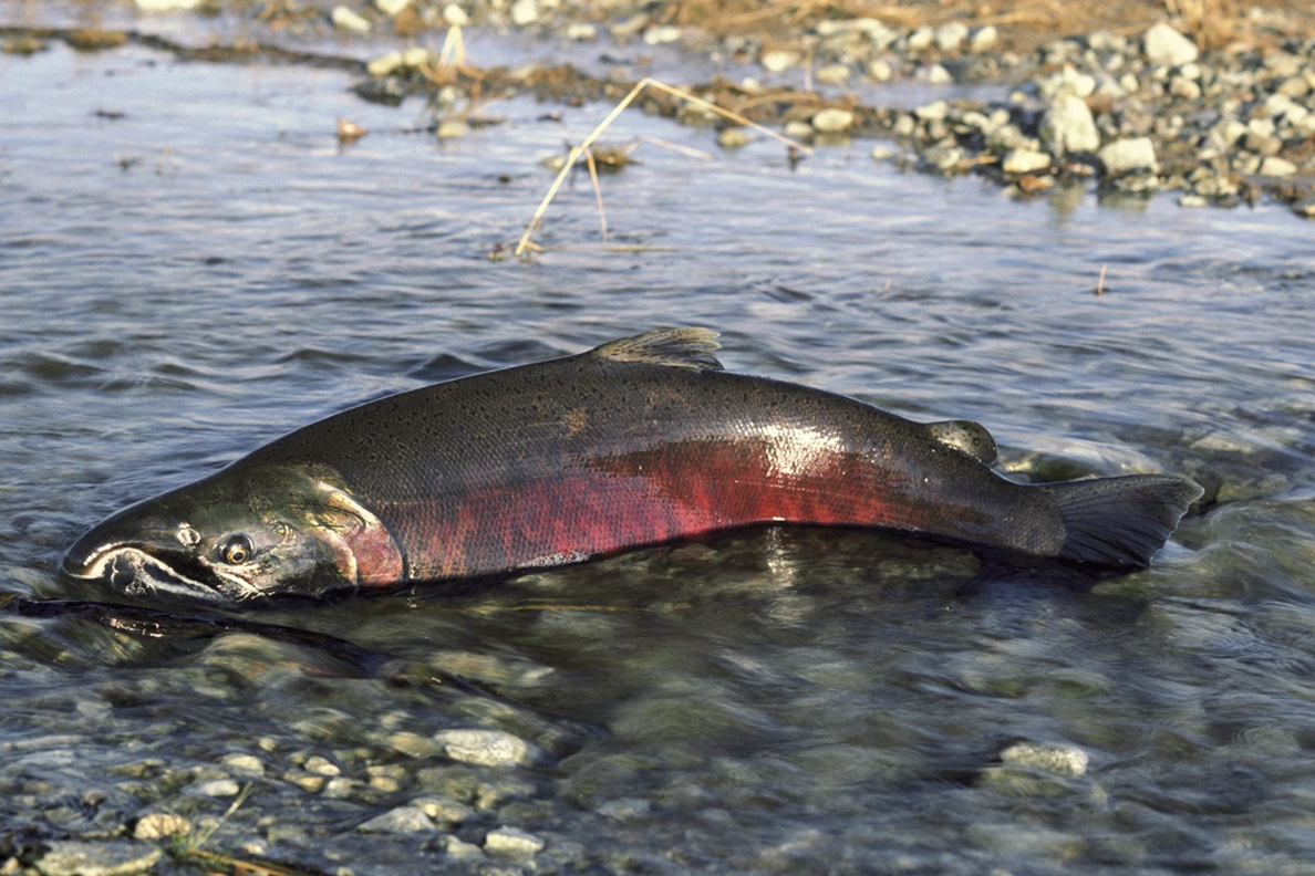 WSU Snohomish County Extension holds Oil Spill Awareness and Response ...