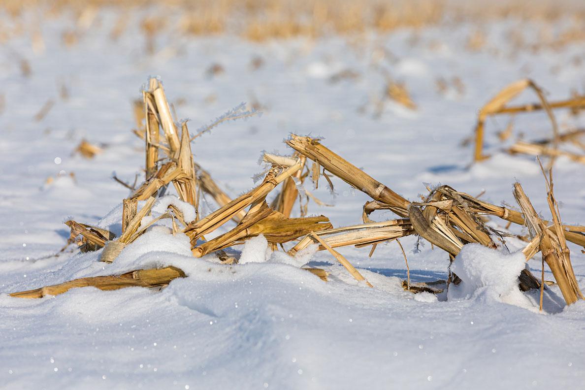 Pilot project turns corn waste into jet fuel | WSU Insider | Washington ...