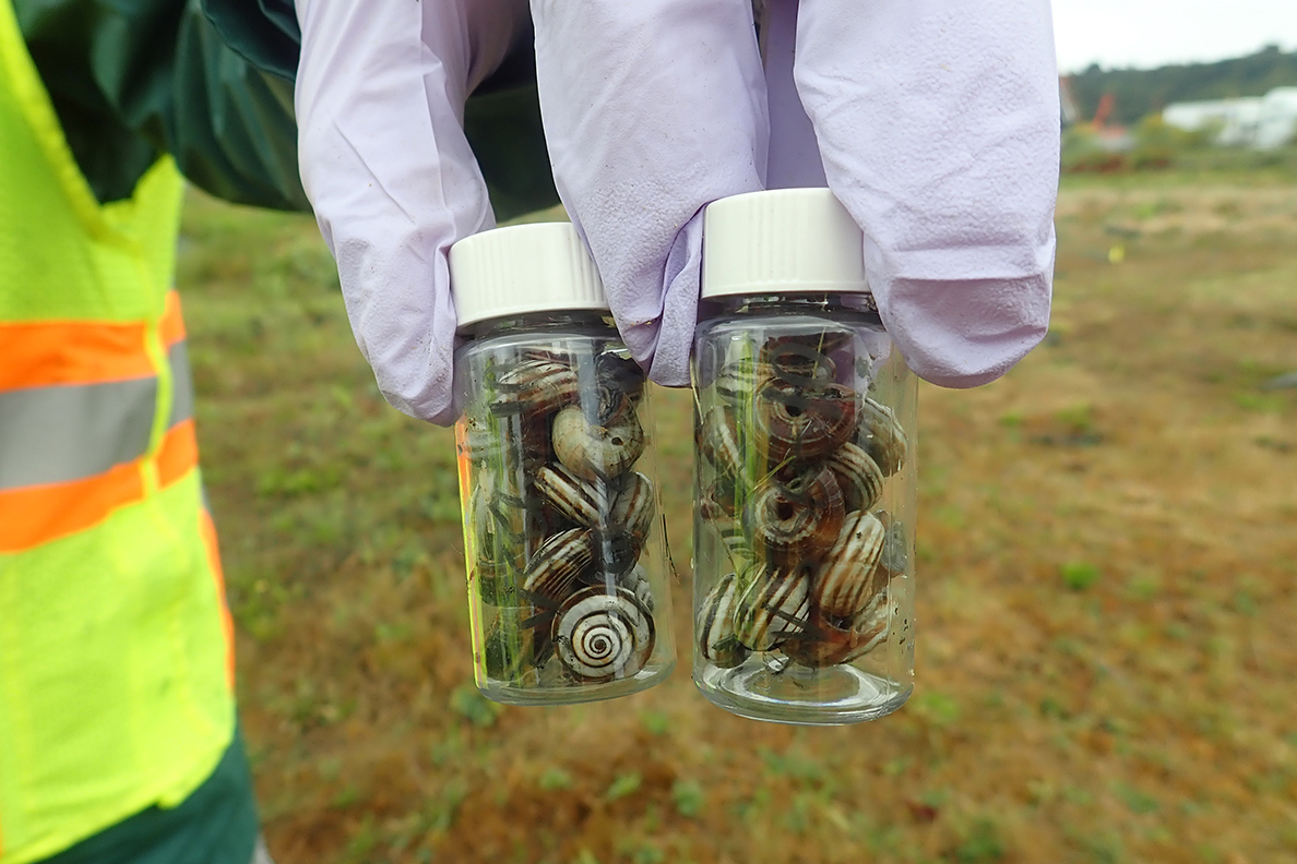 Steam cleaning the Port of Tacoma to eradicate invasive snail | WSU ...