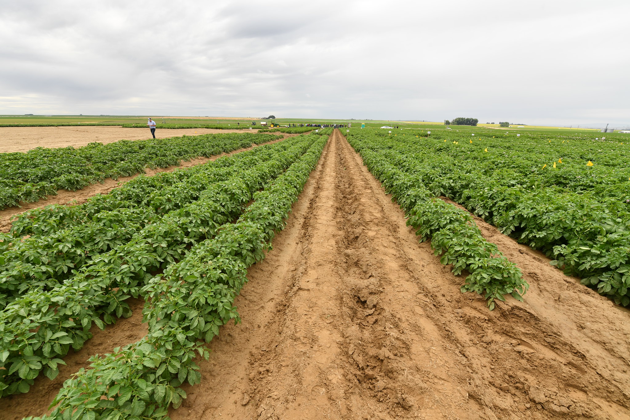 WSU creates new endowed chair in soil health to support potato ...