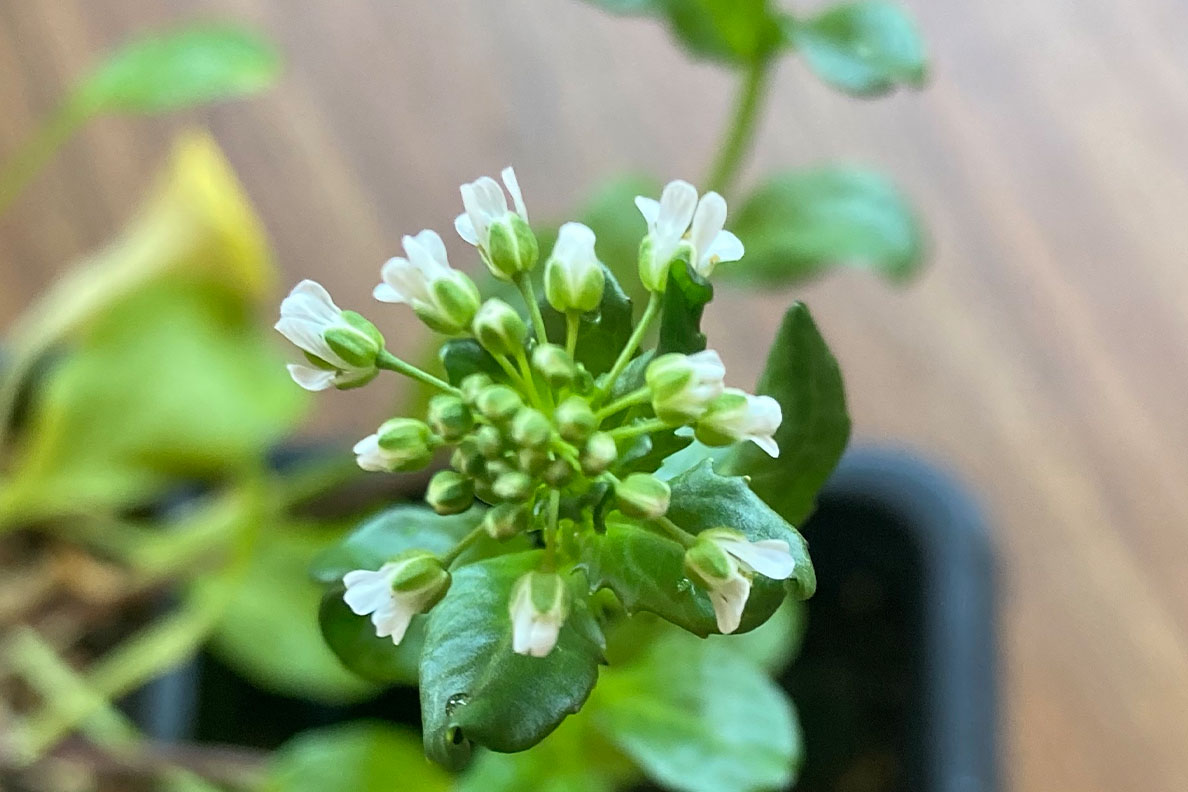 WSU research helps turn pennycress from a weed to bioenergy seed crop ...