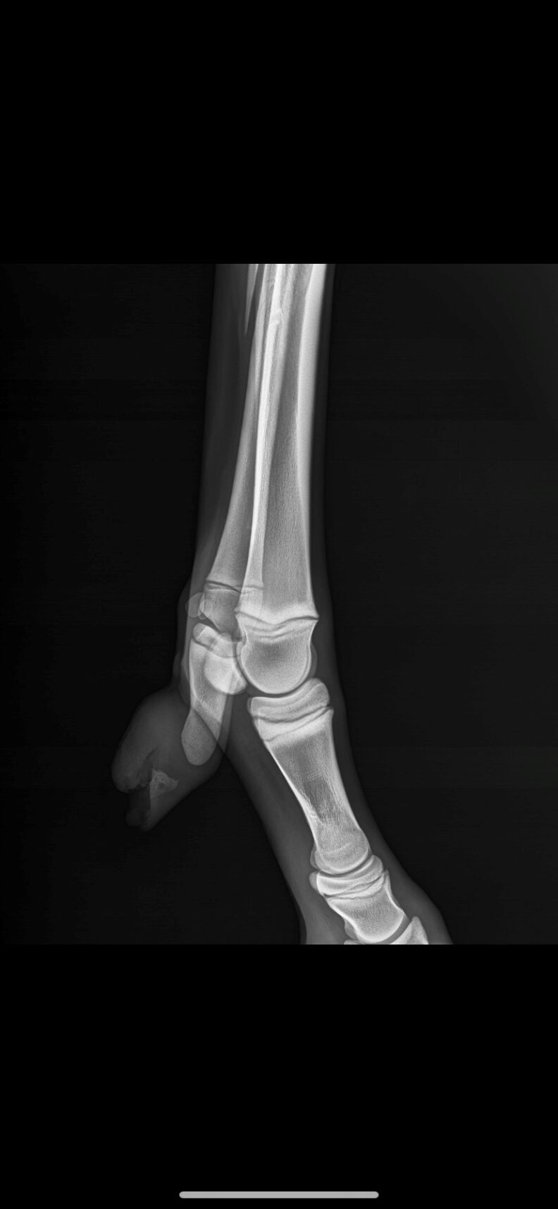 From five hooves to four | WSU Insider | Washington State University