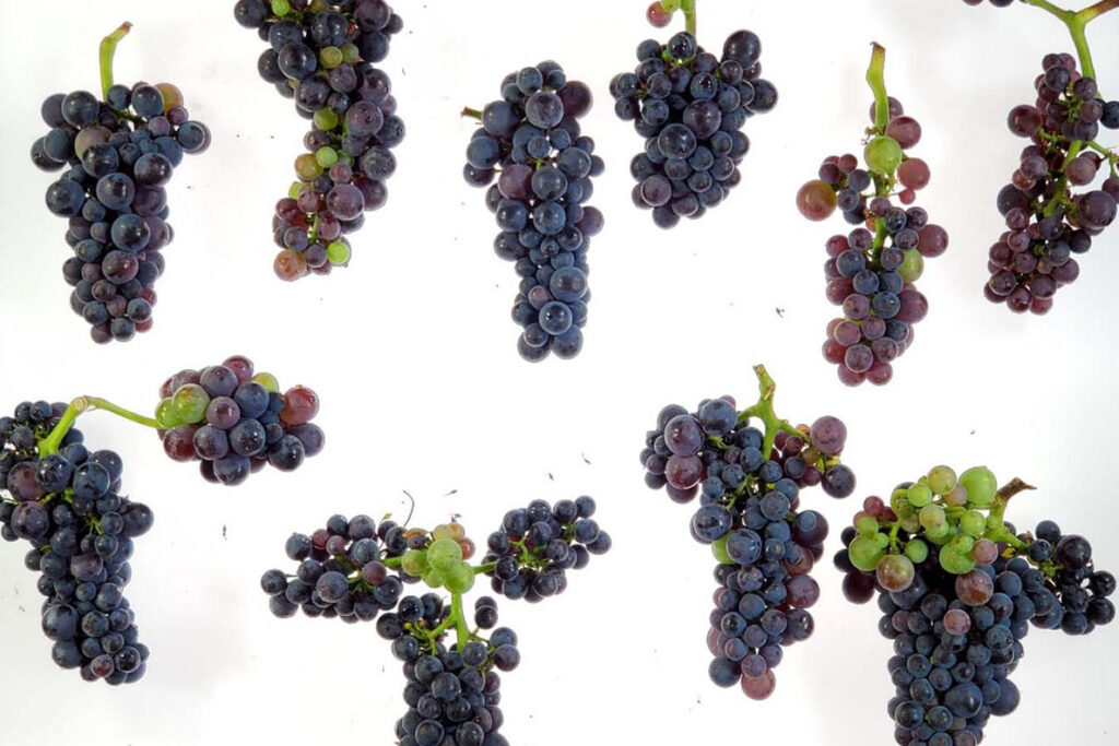 WSU researchers studying spread of red blotch virus in vineyards | WSU ...