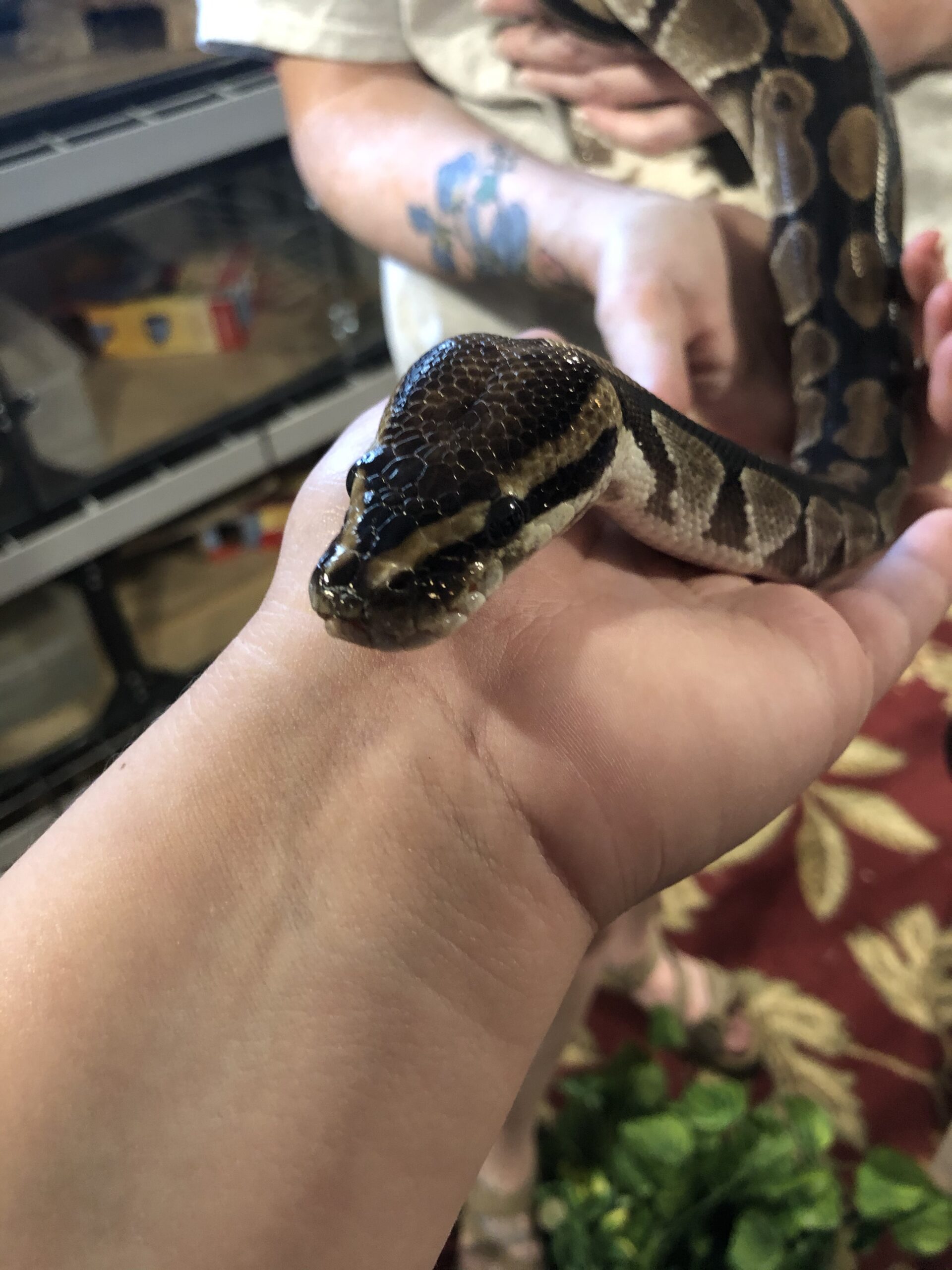 A sanctuary for snakes | WSU Insider | Washington State University