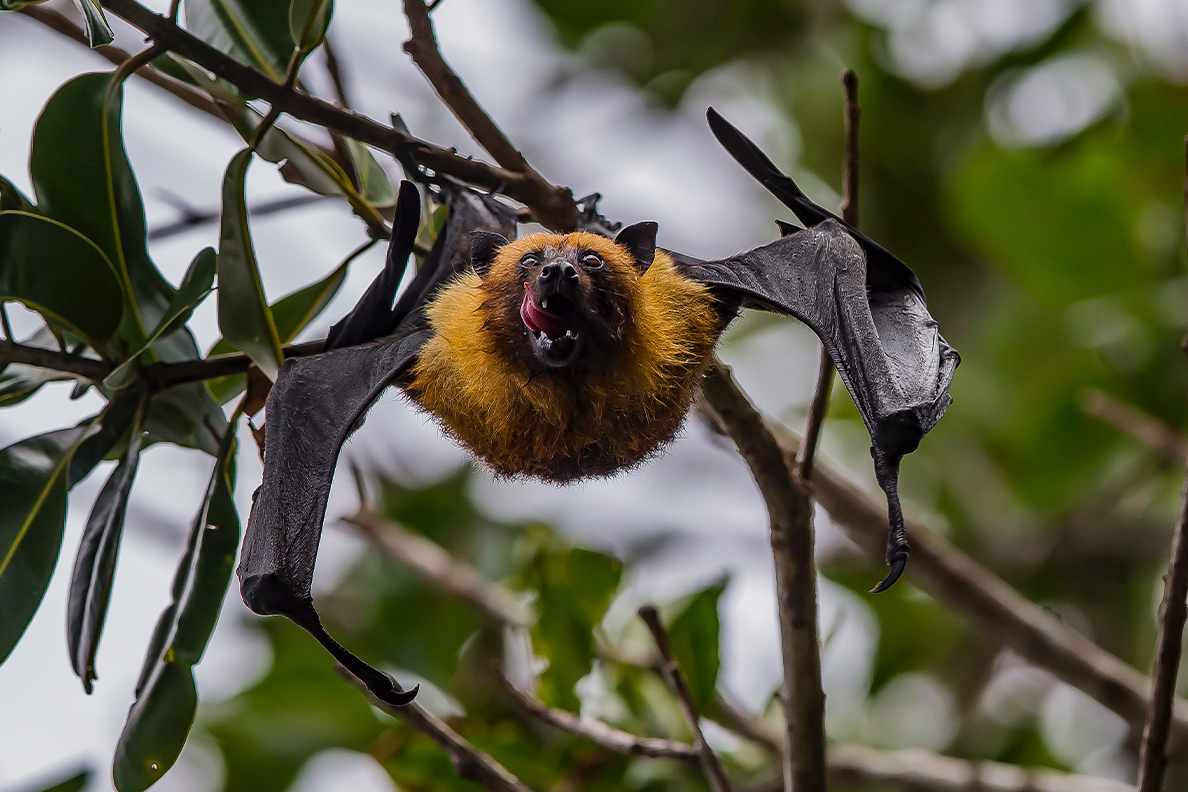 Listen to the bats | WSU Insider | Washington State University