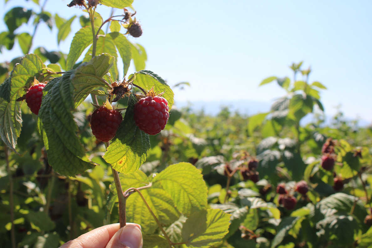 How berry growers can put dairies’ plentiful waste products to use ...