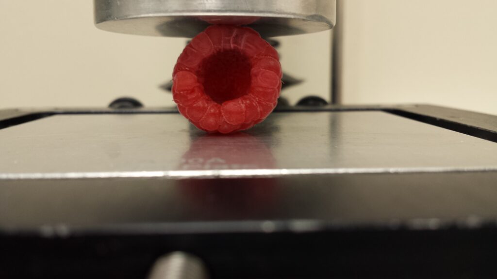 New treatment for baking with raspberries | WSU Insider | Washington ...