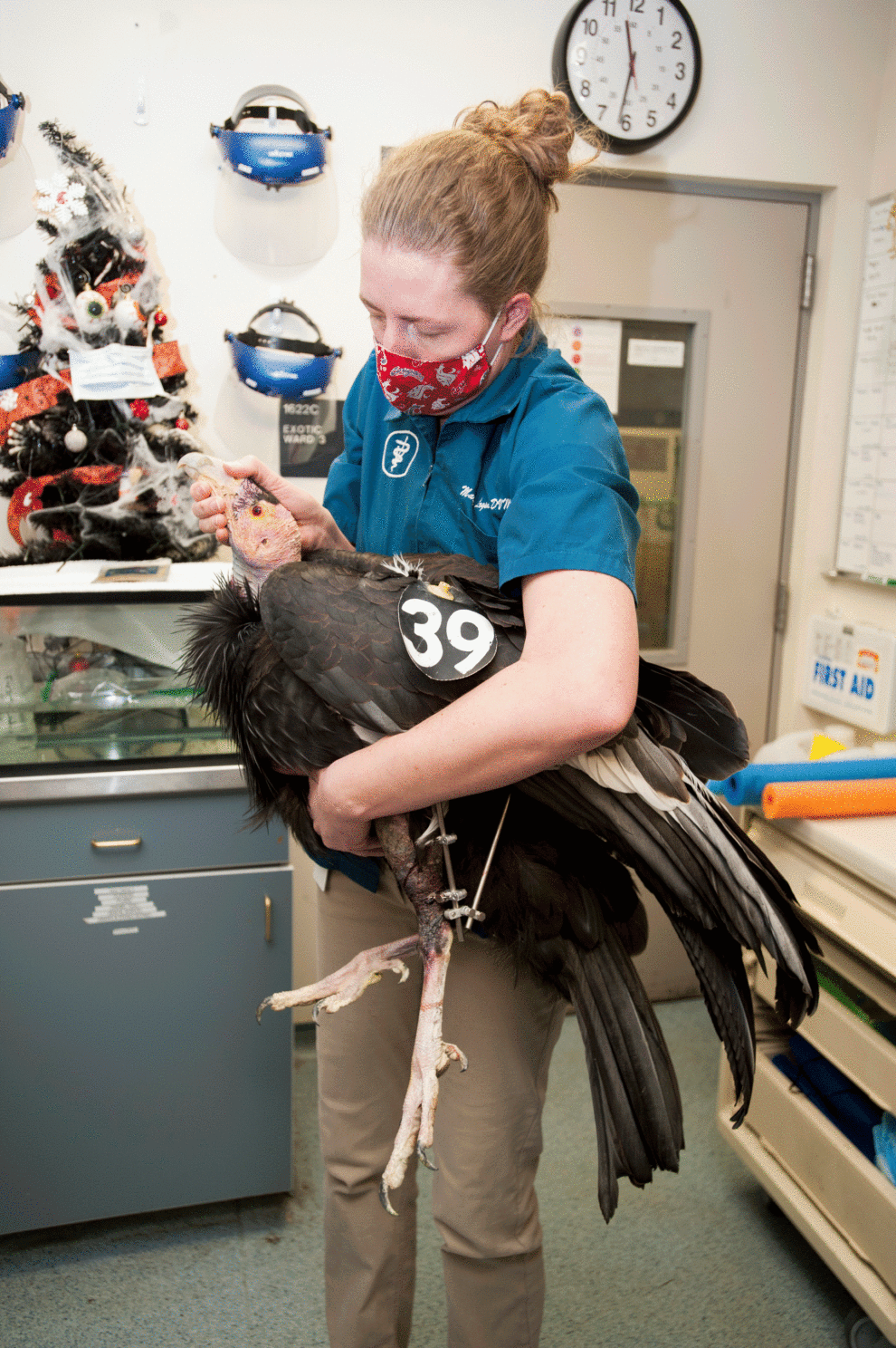 WSU veterinarians help save rare condor | WSU Insider | Washington ...