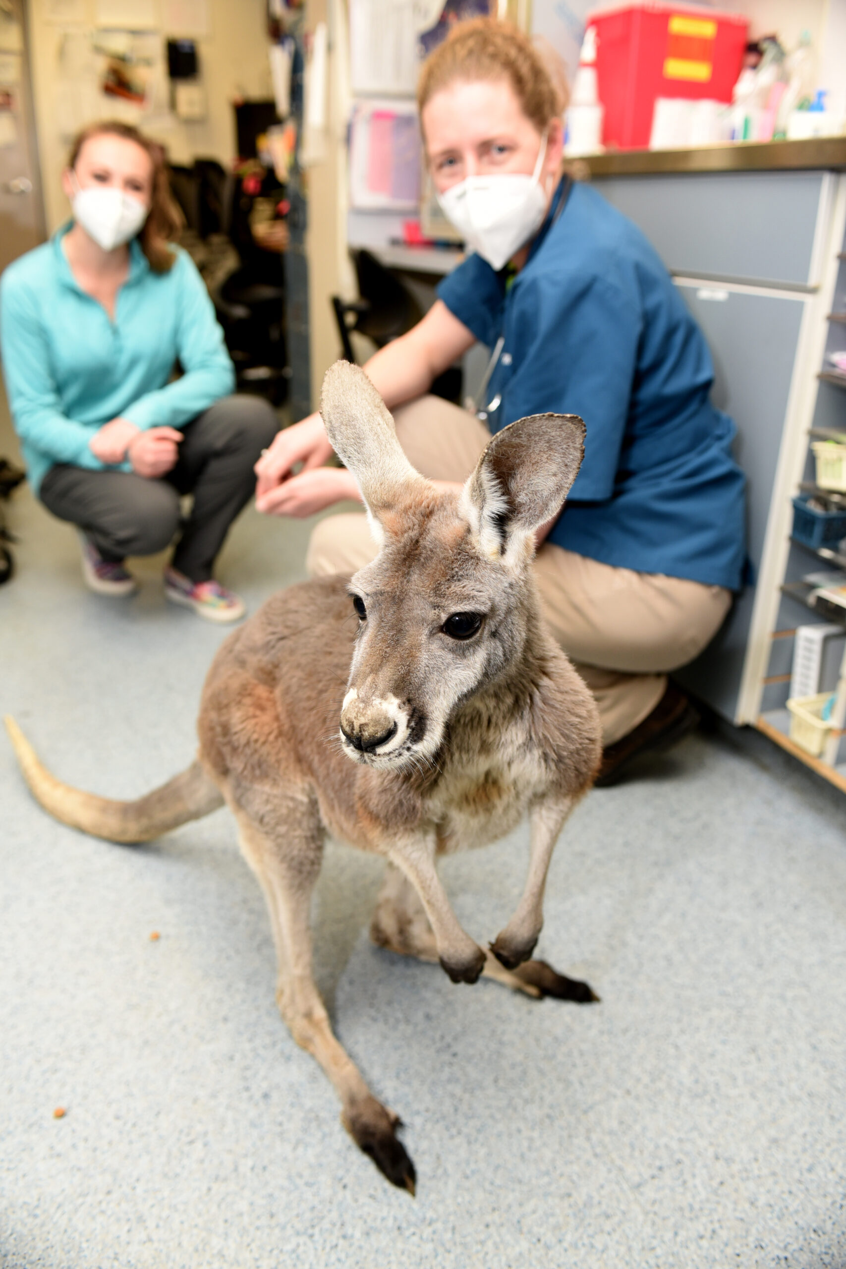 Kangaroos need care, too | WSU Insider | Washington State University