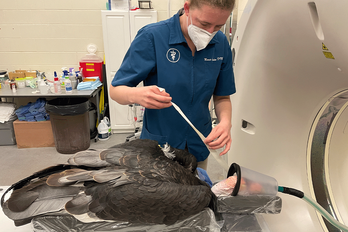 WSU veterinarians help save rare condor | WSU Insider | Washington ...