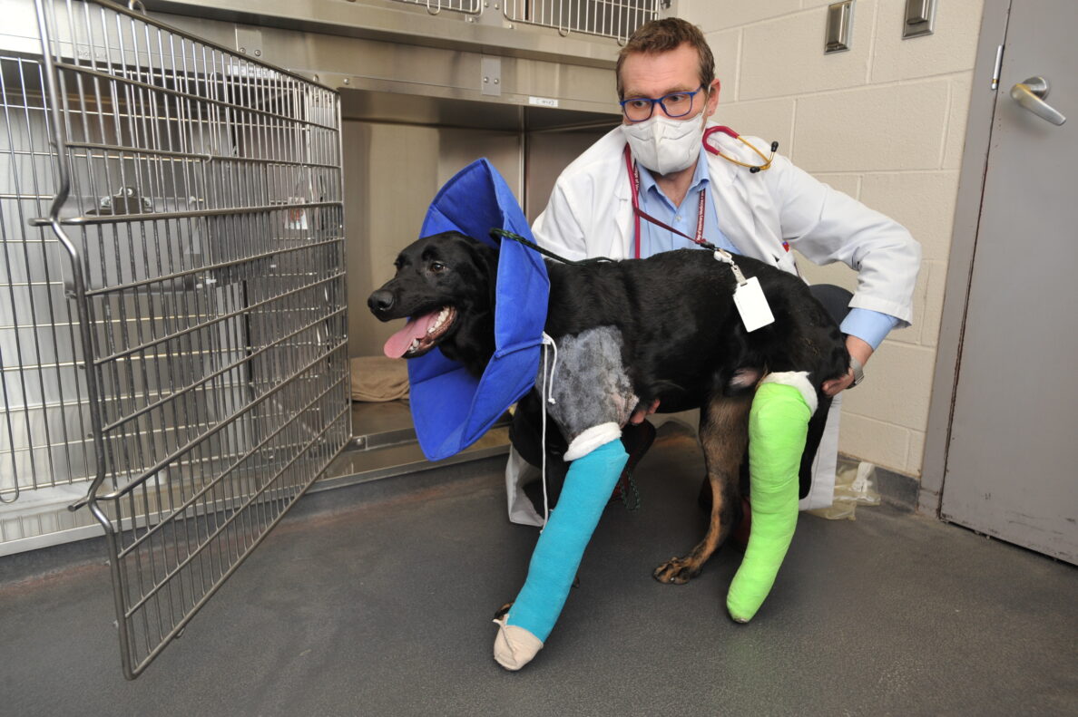 Mending Butch’s broken legs | WSU Insider | Washington State University