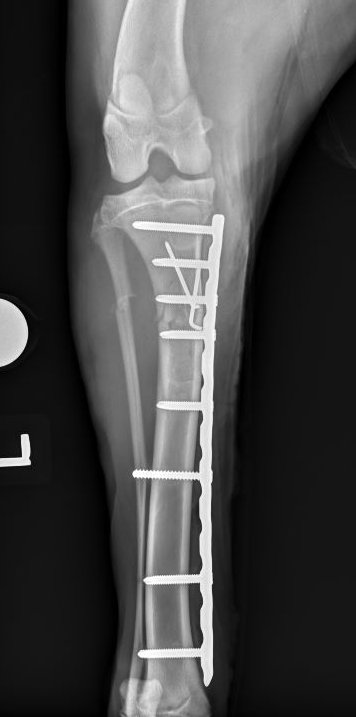 Mending Butch’s broken legs | WSU Insider | Washington State University