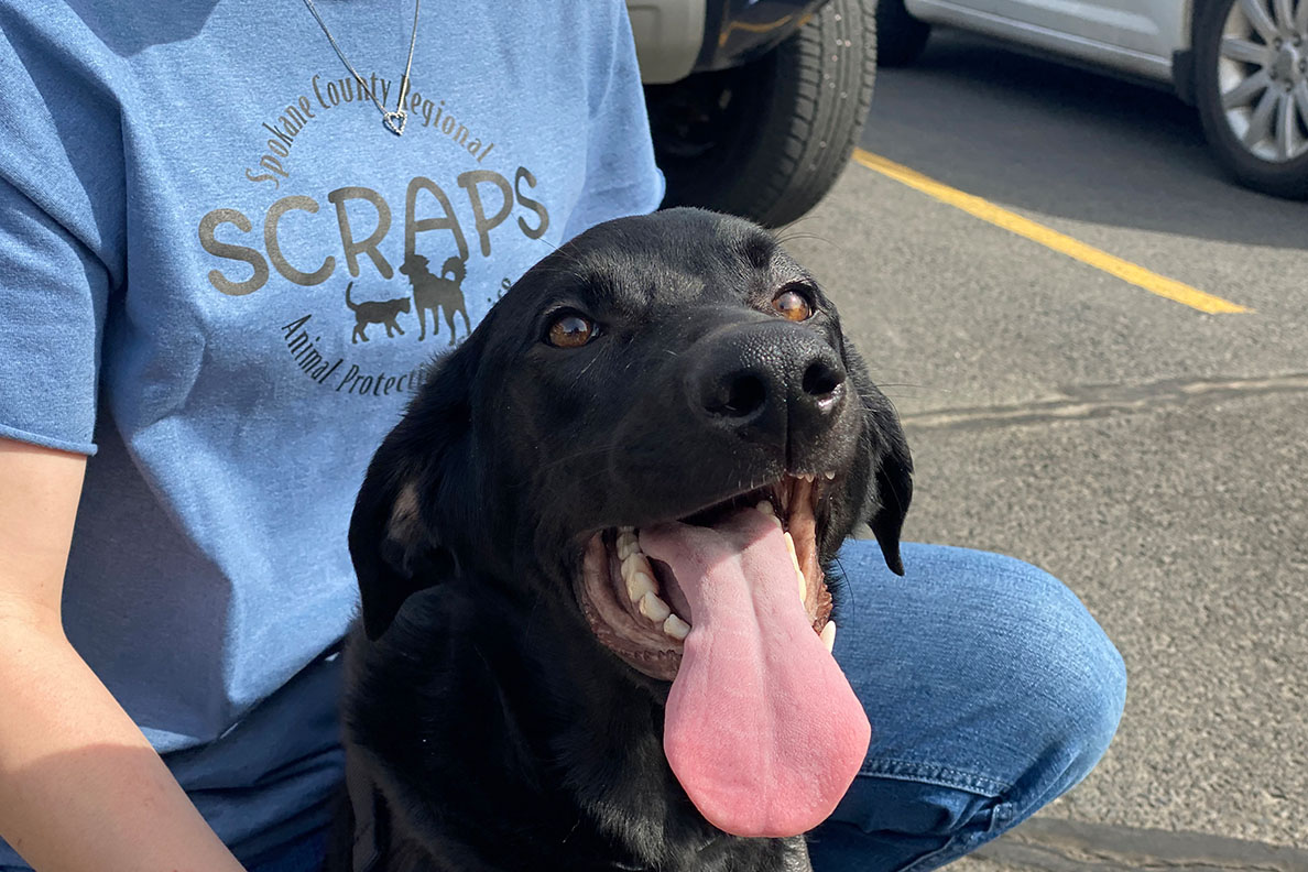 Mending Butch’s broken legs | WSU Insider | Washington State University