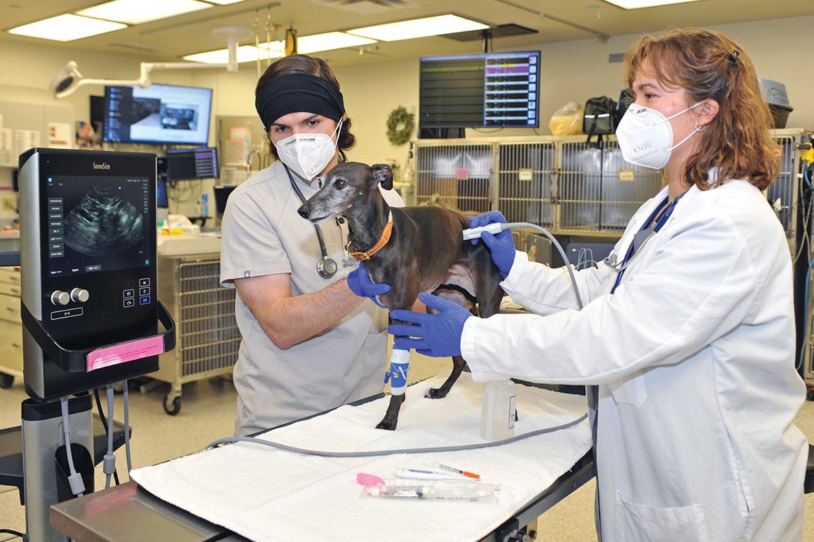 WSU’s Veterinary Teaching Hospital a top‑rated emergency facility in ...