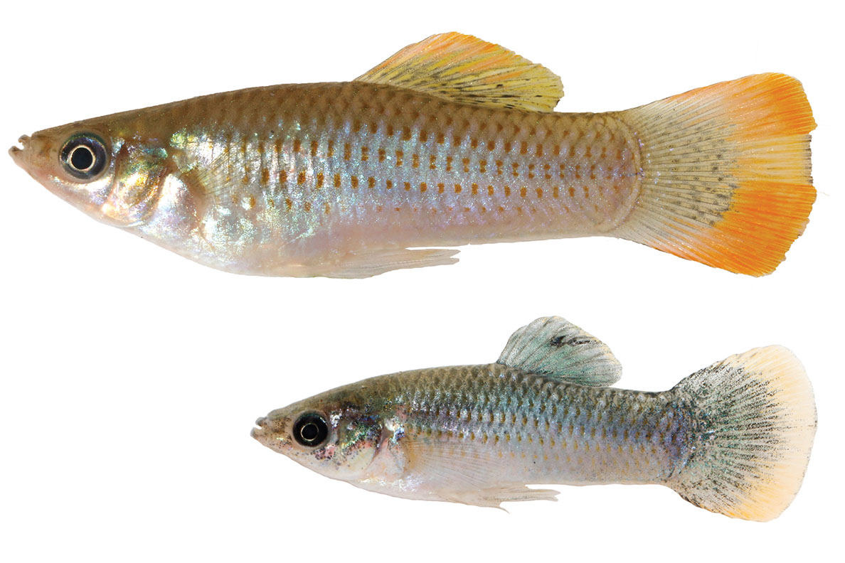 Toxin-adapted fish pass down epigenetic mutations to freshwater ...