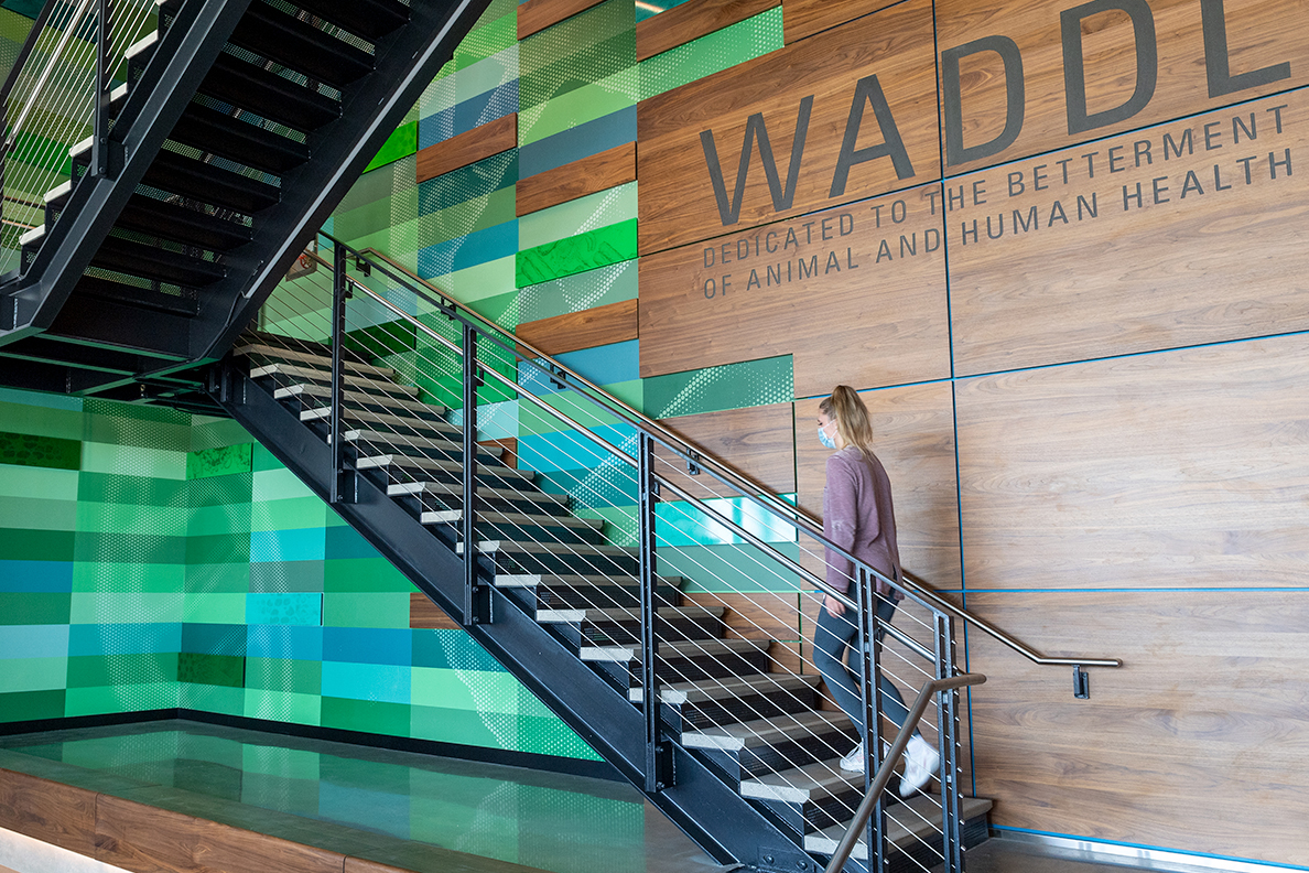 WSU’s new WADDL facility advances animal and human health | WSU Insider ...