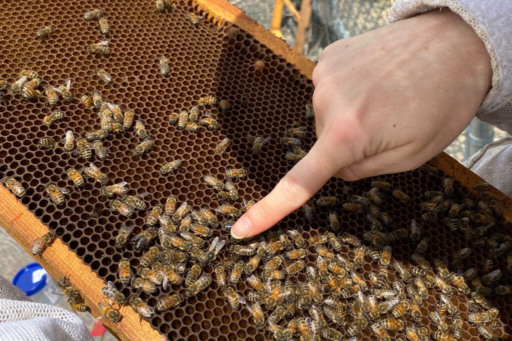 Scientists follow the bees to learn about colony survival | WSU Insider ...
