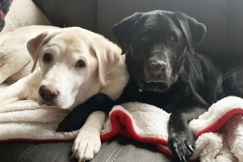 Team of WSU veterinarians help black Labrador defeat cancer | WSU ...