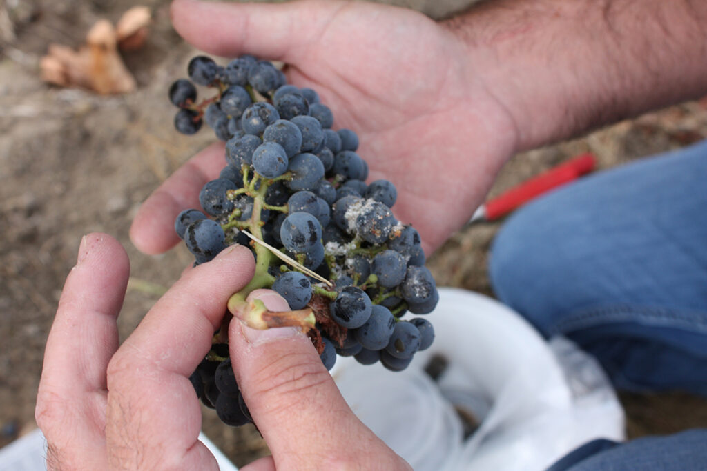 Disrupting mealybug mating may help protect grapevine vineyards | WSU ...