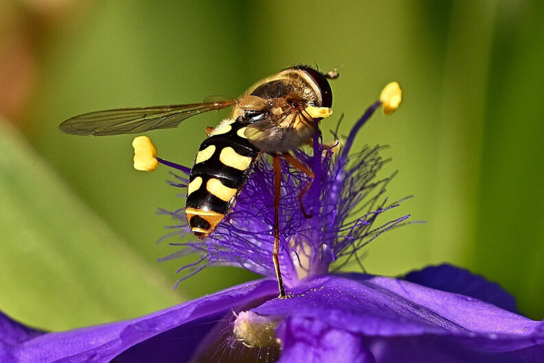 Bee-impersonating flies show pollinator potential | WSU Insider ...
