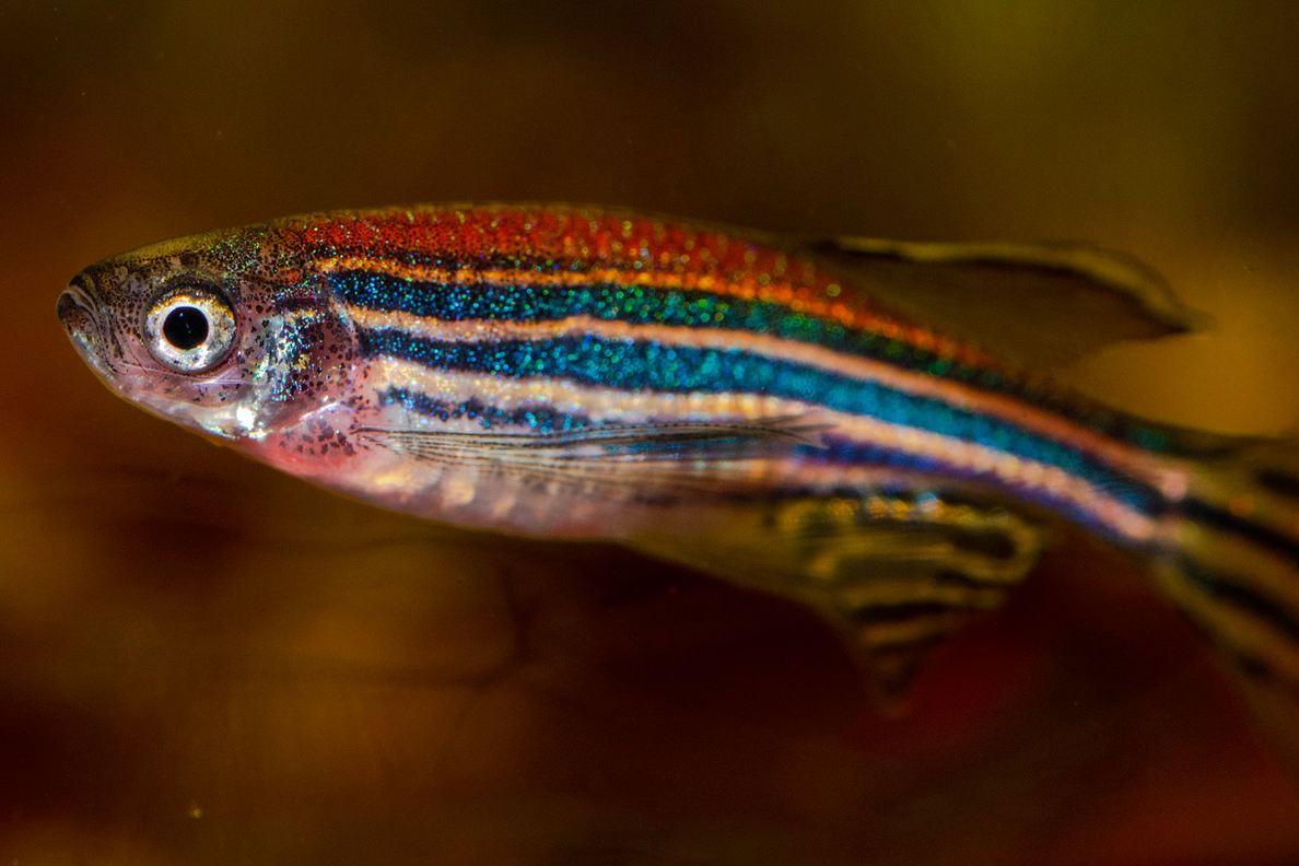 Neuroscientist connects study of zebrafish to human communication | WSU ...