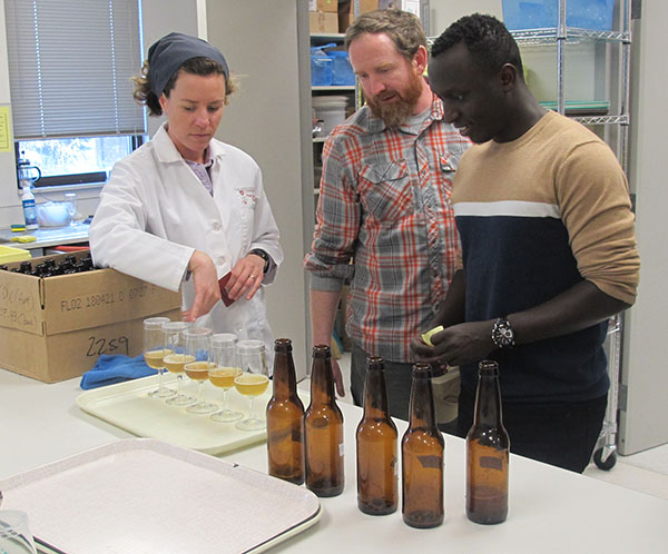 Untrained beer drinkers can taste different barley genotypes | WSU ...