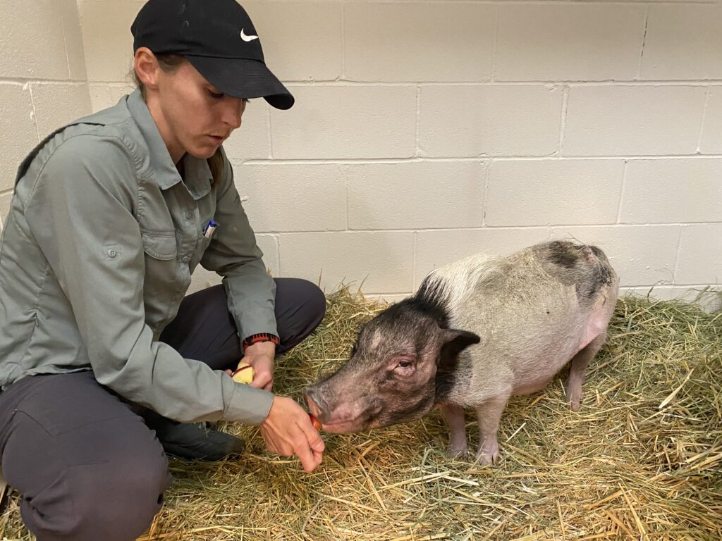 Potbellied pig has basketball-sized tumor removed | WSU Insider ...