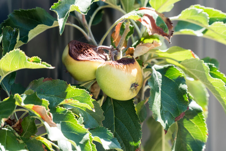Helping save apples from sunburn | WSU Insider | Washington State ...