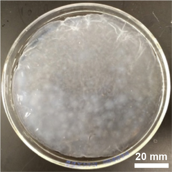 Researchers create super foam through advanced manufacturing | WSU ...