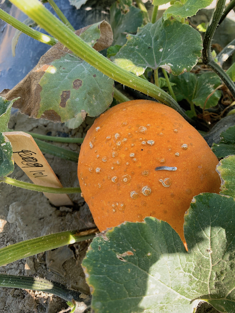 Tracking a bacterial culprit in the case of the warty pumpkin | WSU ...