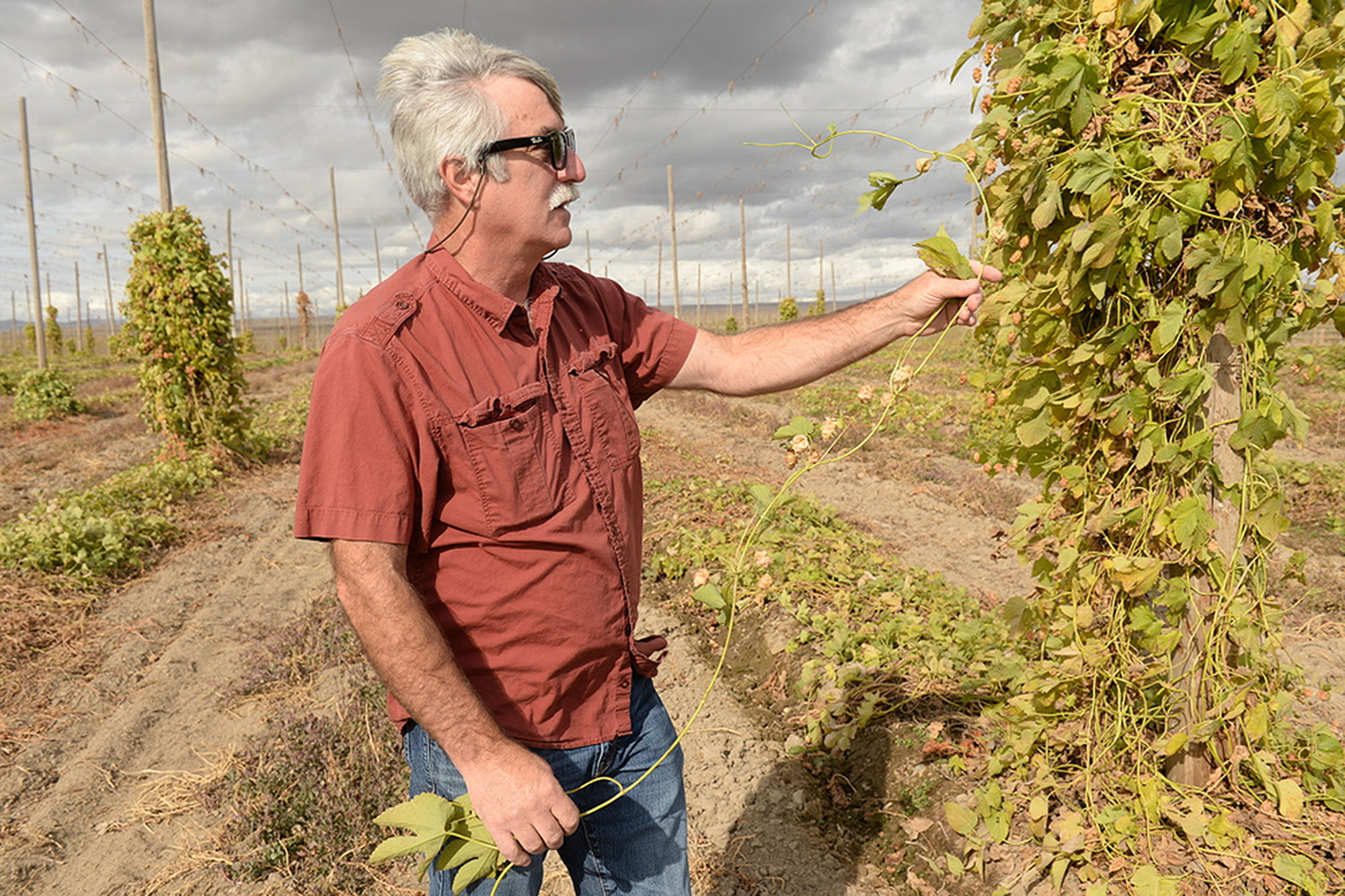 Better hops, better beer | WSU Insider | Washington State University