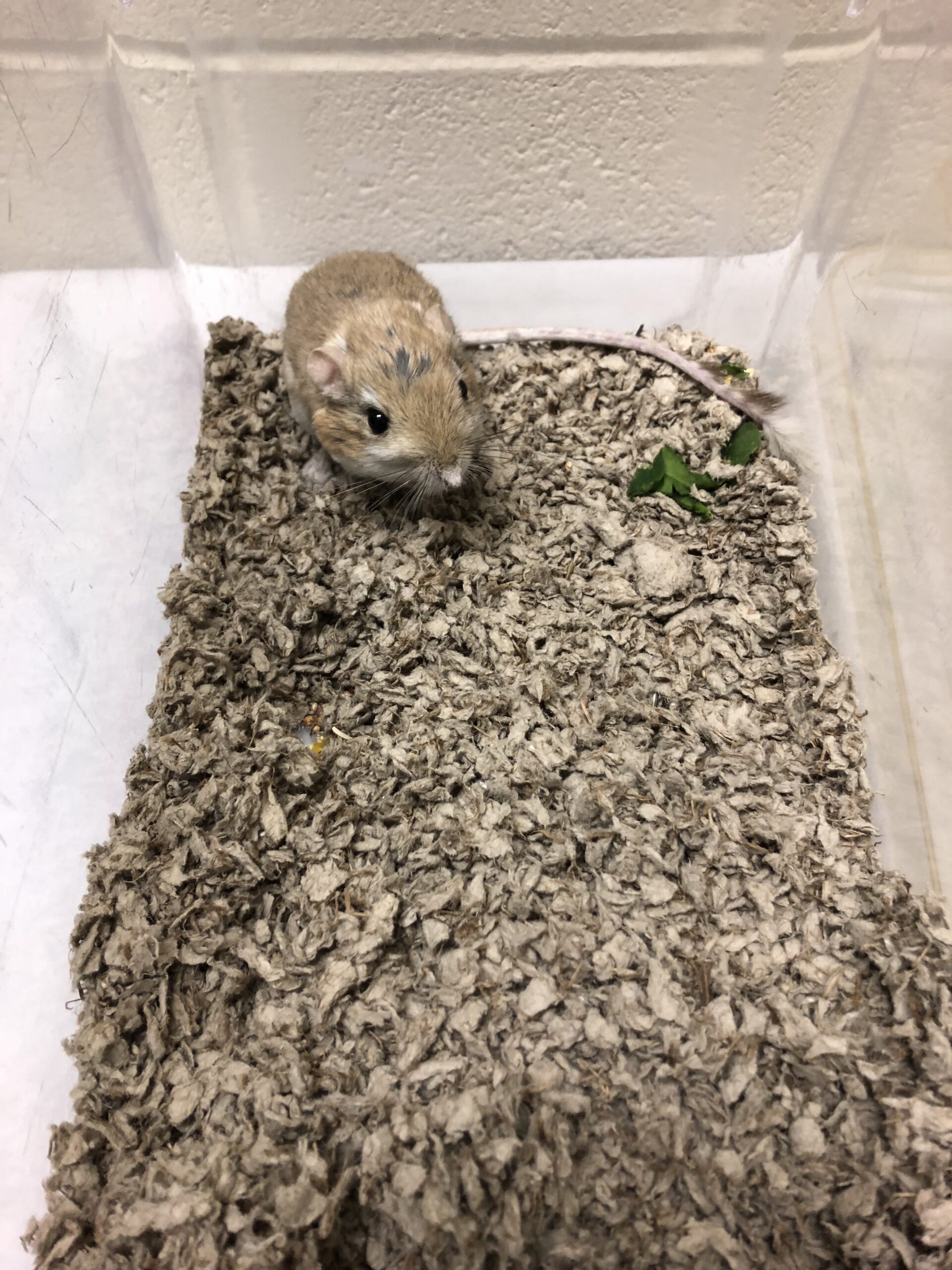 Kangaroo rat research aims to prepare for future extremes | WSU Insider ...