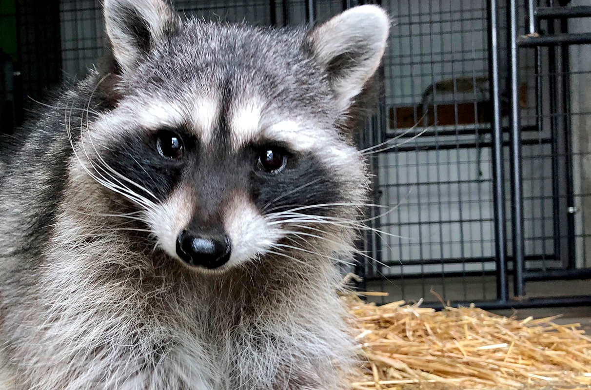 Call first before ‘rescuing’ wildlife | WSU Insider | Washington State ...