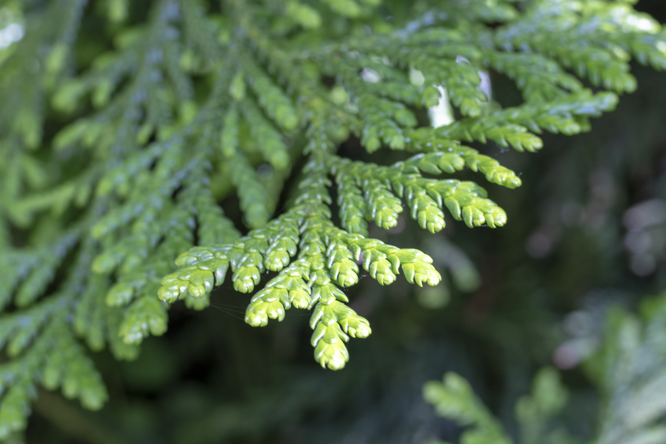 Tacoma tree planting helps young scientists learn how redcedars can ...