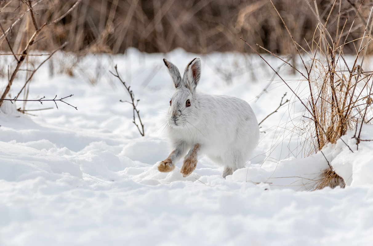 Cameras reveal snowshoe hare density in forests | WSU Insider ...
