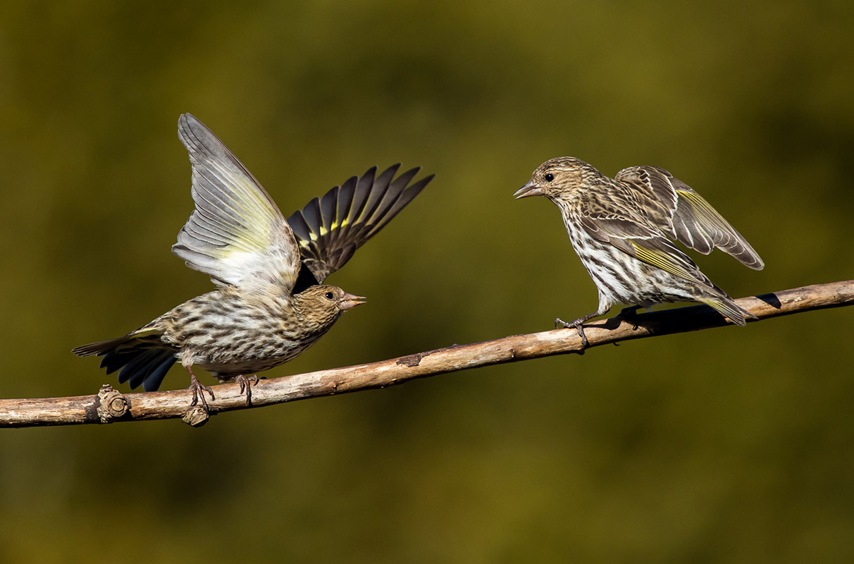 Some nomadic birds look for social cues to stop migrating | WSU Insider ...