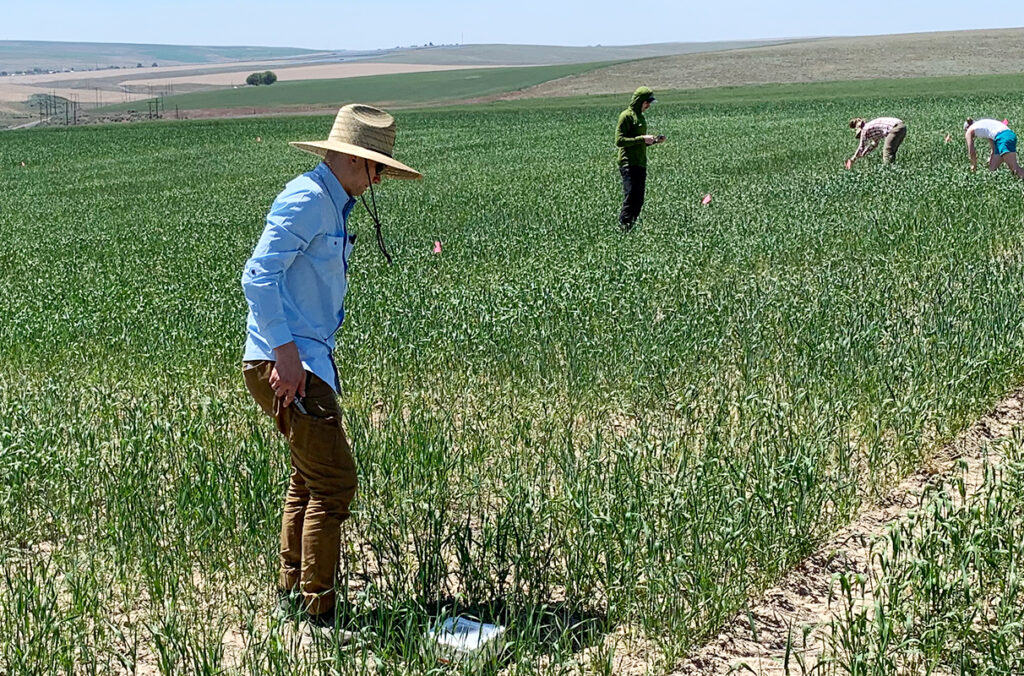 Grant to help increase wheat drought and heat resilience | WSU Insider ...