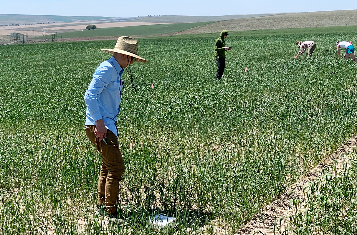 Grant to help increase wheat drought and heat resilience | WSU Insider ...