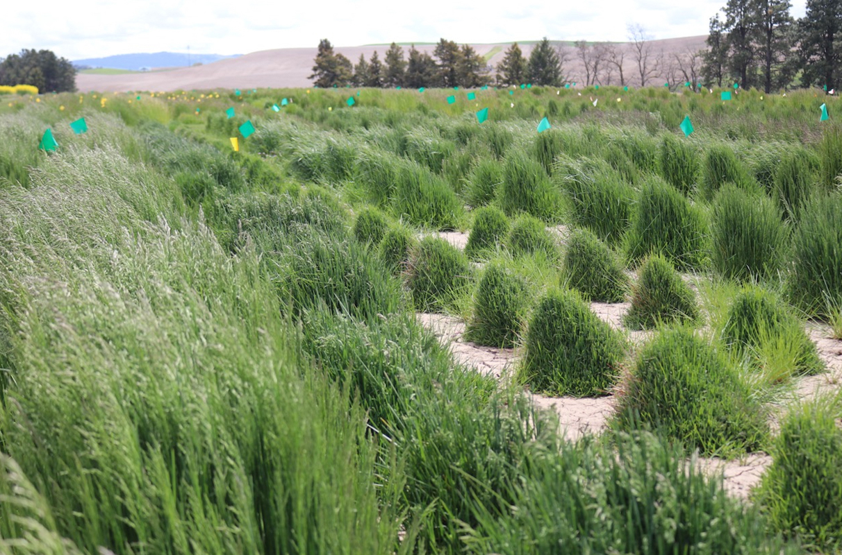 Turfgrass farm debuts grasses of tomorrow with inaugural field day ...