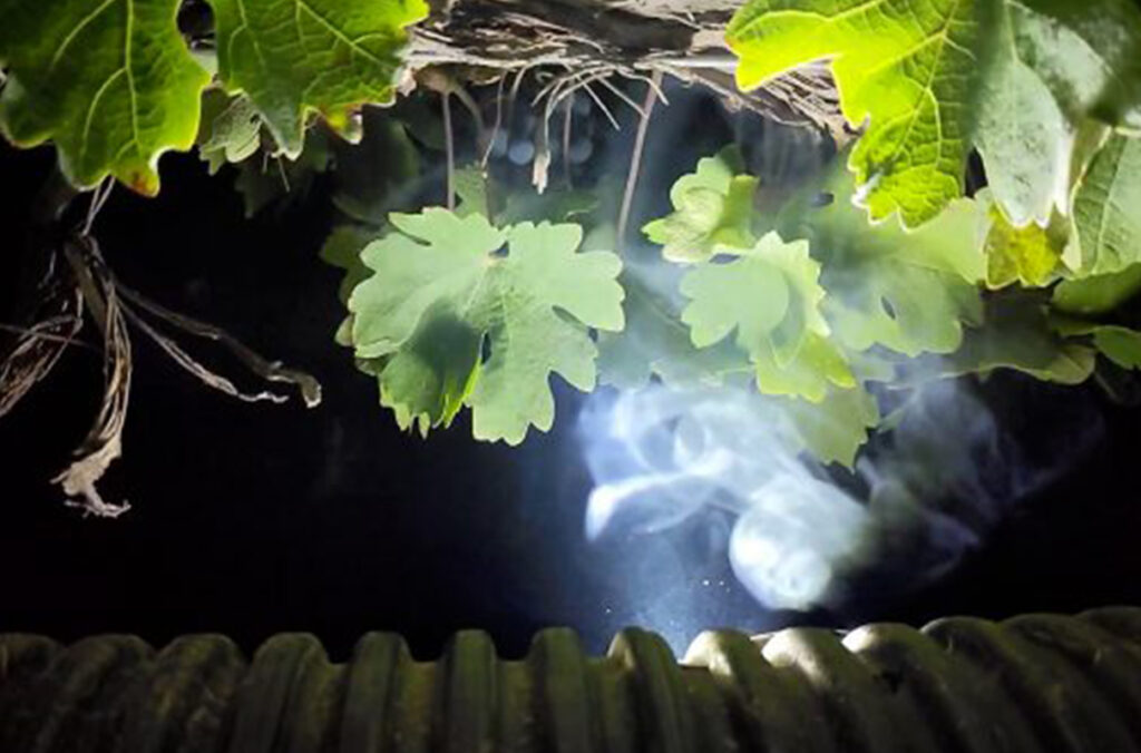 Key compounds in smoke exposure effects on wine, grapes identified ...