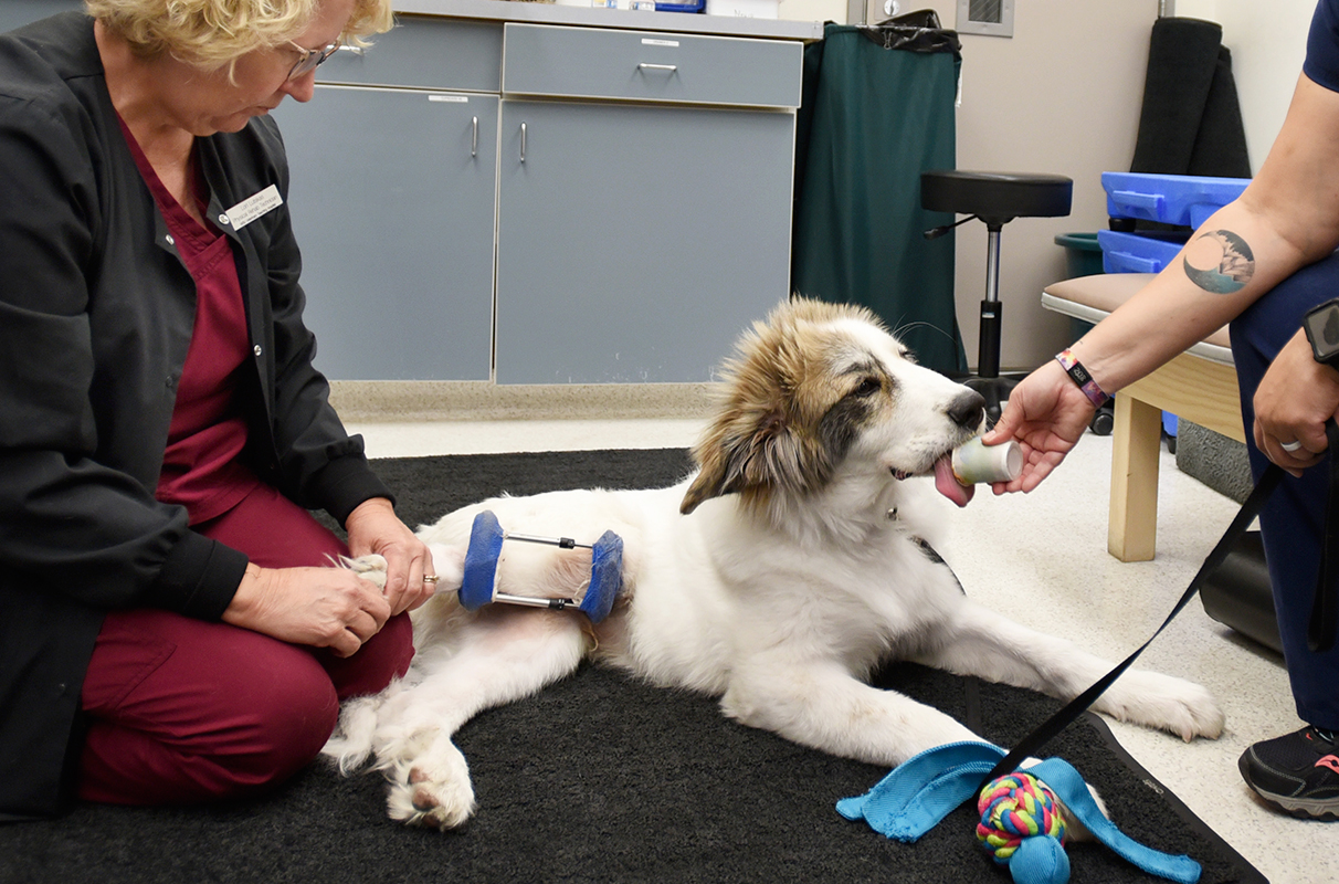 WSU works to repair puppy’s leg | WSU Insider | Washington State University