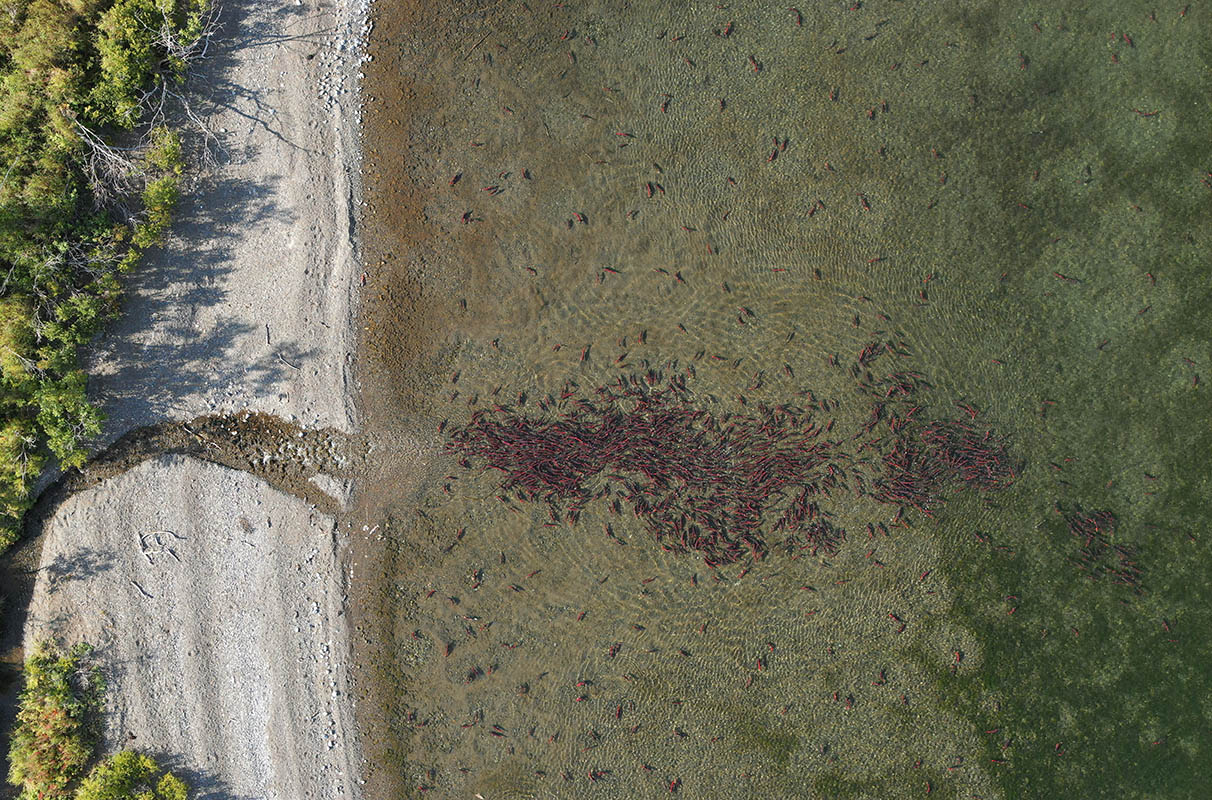 Drones show potential to improve salmon nest counts | WSU Insider ...