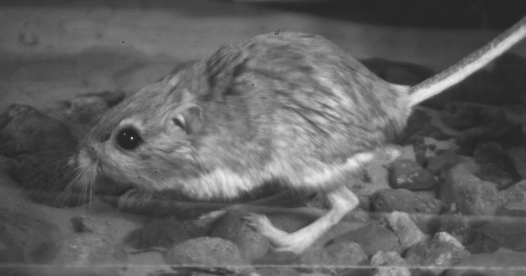 Kangaroo rat research earns new NSF grant | WSU Insider | Washington ...