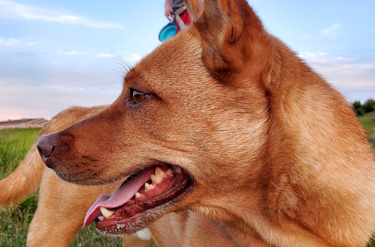 WSU helps dog recover from lung condition | WSU Insider | Washington ...