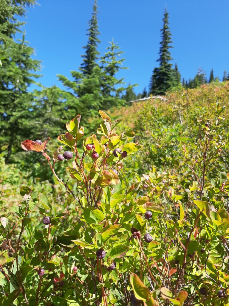 Forest debris could shelter huckleberry from climate change | WSU ...