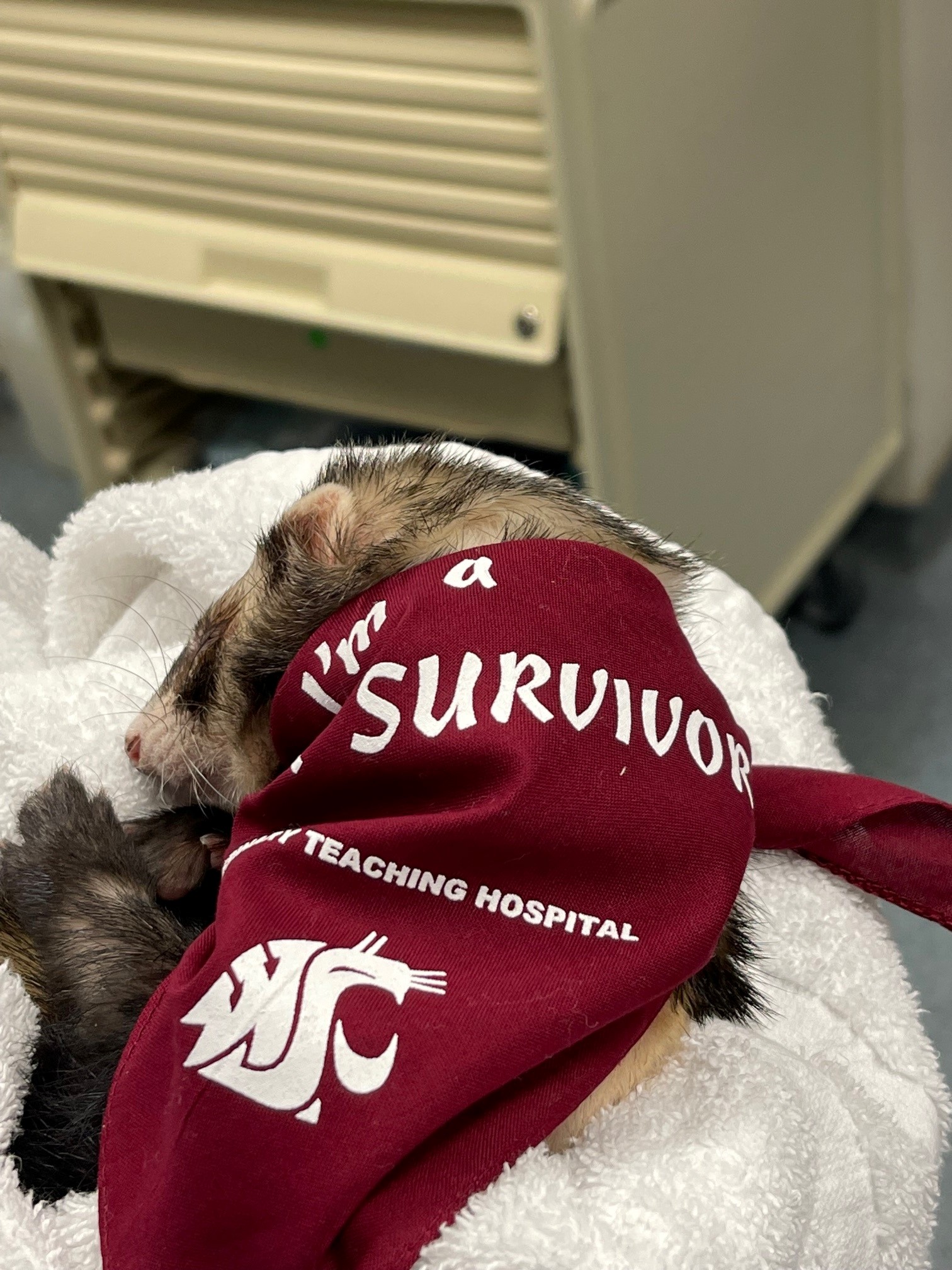 Friend’s gift pays for ferret’s cancer care | WSU Insider | Washington ...